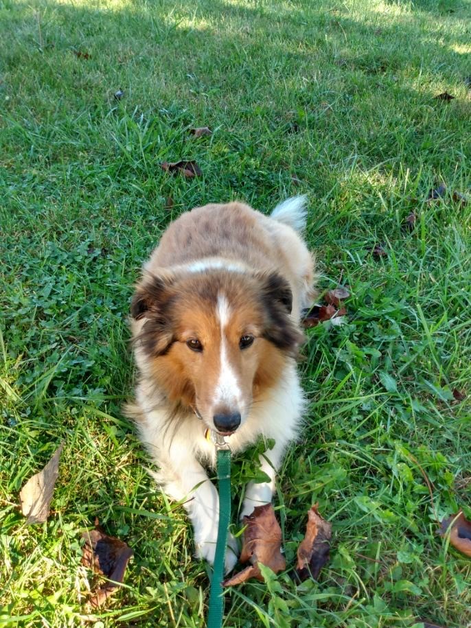 Adoptable Shelties – Indiana Sheltie Rescue Inc.